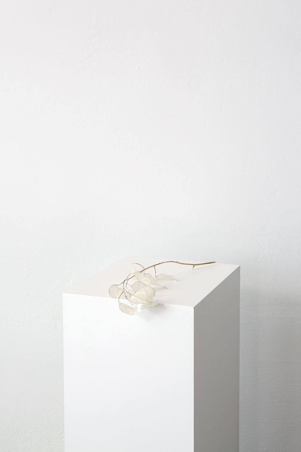 New - JACOB | REISCHEL